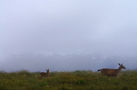 Encounters & Life Reminders from Hurricane Ridge | ☽ Of Wildest Heart