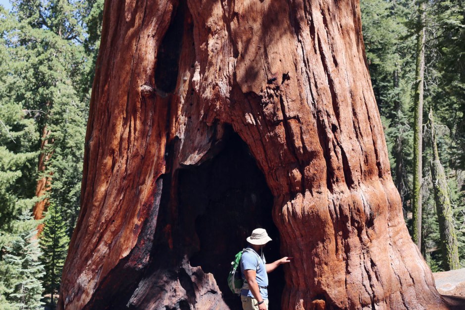 Most Majestic Beings on Earth (Sequoia Nat’l Park) | ☽ Of Wildest Heart