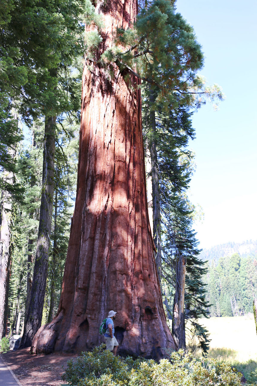 Most Majestic Beings on Earth (Sequoia Nat’l Park) | ☽ Of Wildest Heart