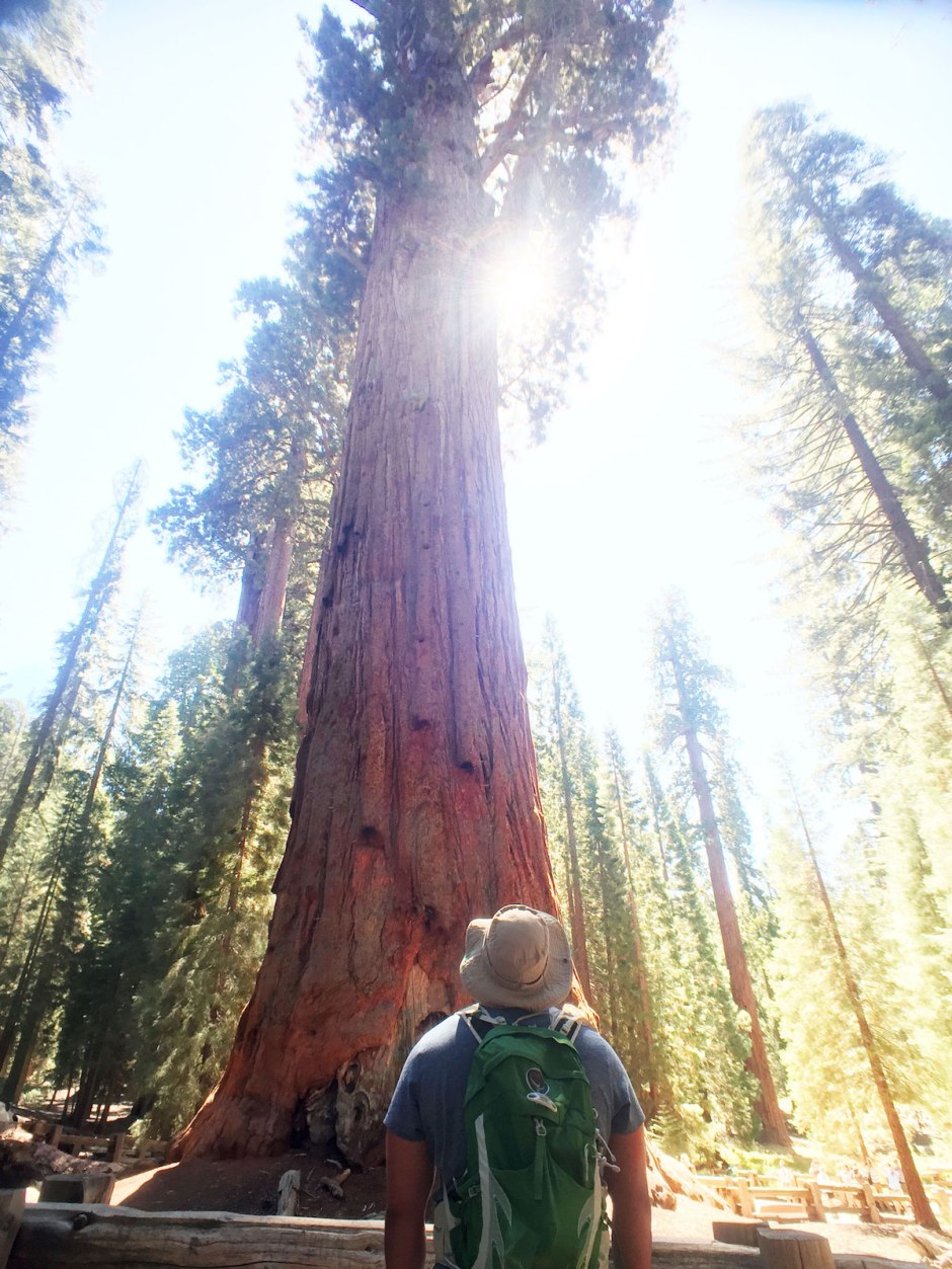 Most Majestic Beings on Earth (Sequoia Nat’l Park) | ☽ Of Wildest Heart